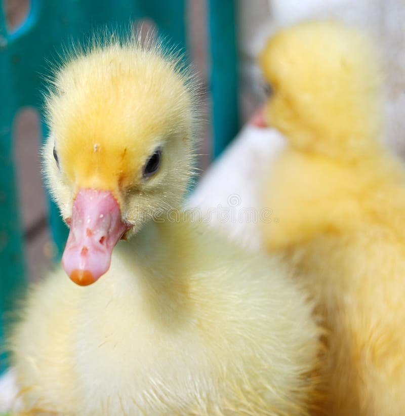 Duckling stock image. Image of view, animals, close, damp - 7430635