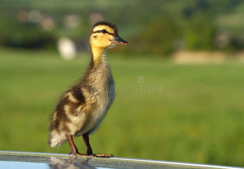 Duckling stock image. Image of bird, wildlife, canard - 54992983