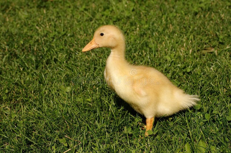 Duckling stock photo. Image of gosling, cute, green, young - 42079832