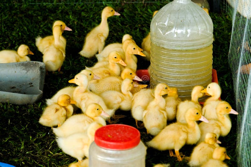 Family Different Posses Vector Stock Photos - Free & Royalty-Free Stock ...