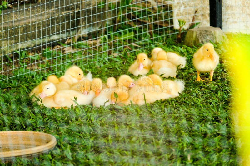 Duckling in the barn stock image. Image of cute, summer - 189751113