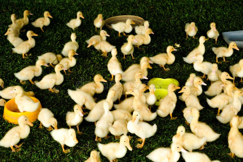 340 Duckling Drawing Stock Photos - Free & Royalty-Free Stock Photos ...