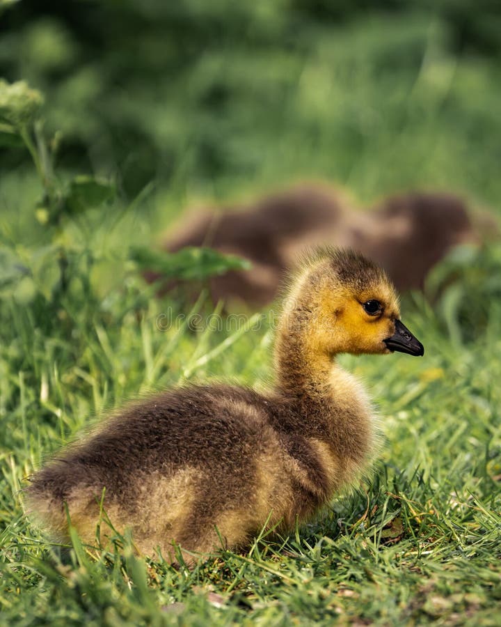 Duckling standing on grass stock photo. Image of adorable - 342788552