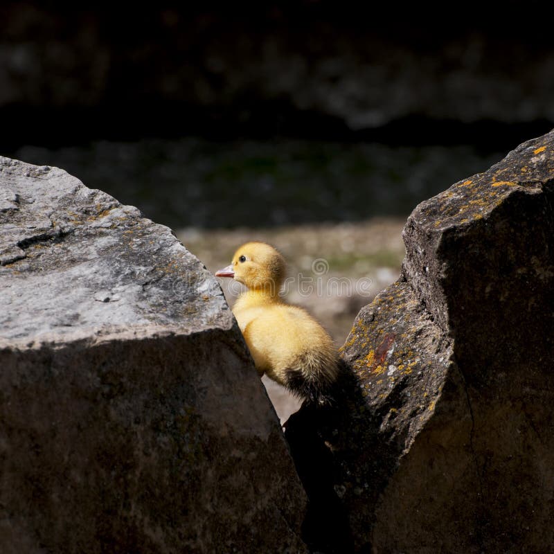Duckling Climbing on a Rock Stock Photo - Image of ornithology, beauty ...