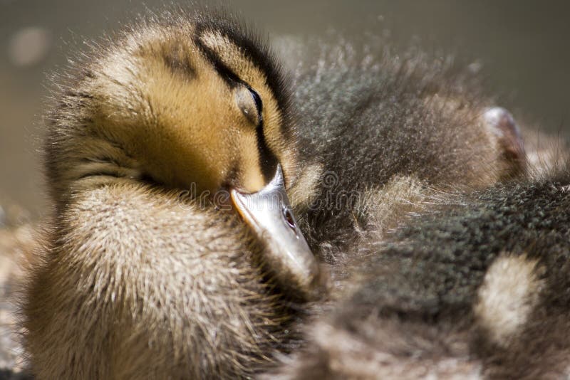 Duckling stock image. Image of animals, feathers, asleep - 73888157