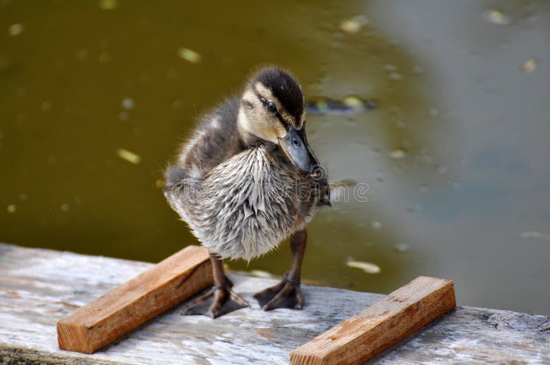 Duckling stock photo. Image of beautiful, lake, fledgling - 31377480