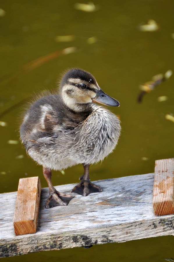 Duckling stock photo. Image of fluffy, farm, domestic - 31377490