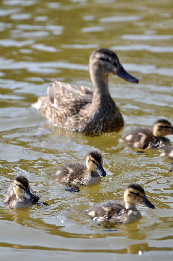 Duckling stock image. Image of chick, fluffy, fowl, domesticated - 31933663