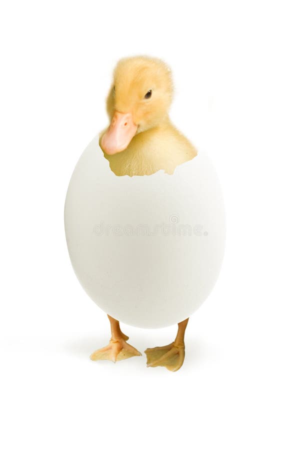 Duckling Coming Out of a White Egg Stock Photo - Image of fluffy ...