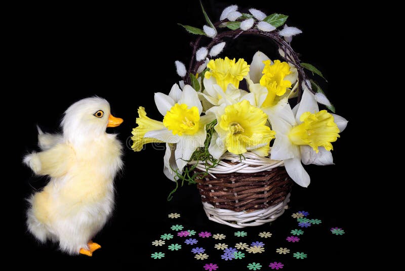Duckling with daffodils stock photo. Image of spring - 29763106