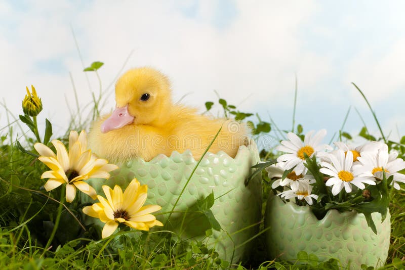 Duckling with daisies stock image. Image of outside, bird - 37611613