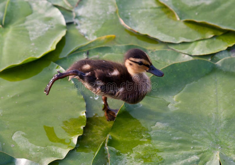 Little ducklings stock photo. Image of duckling, animal - 18976512
