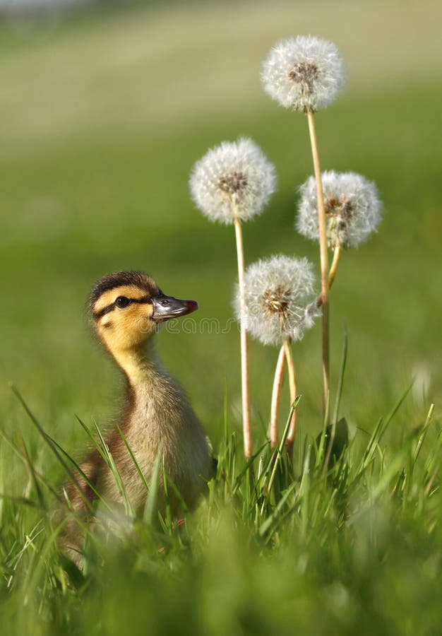 Duckling and dandelions stock image. Image of natural - 54994005