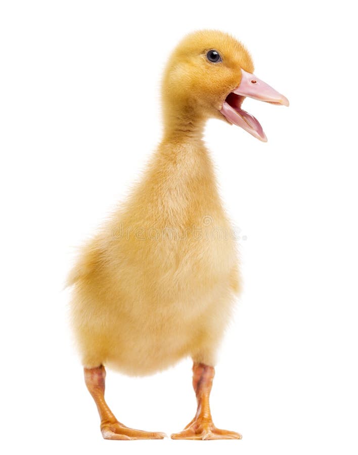 Duckling 7 Days Old Quacking, Isolated Stock Photo - Image of white ...