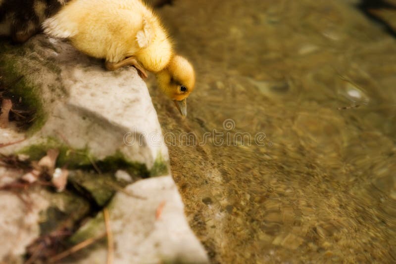 High Dive Scared Stock Photos - Free & Royalty-Free Stock Photos from ...