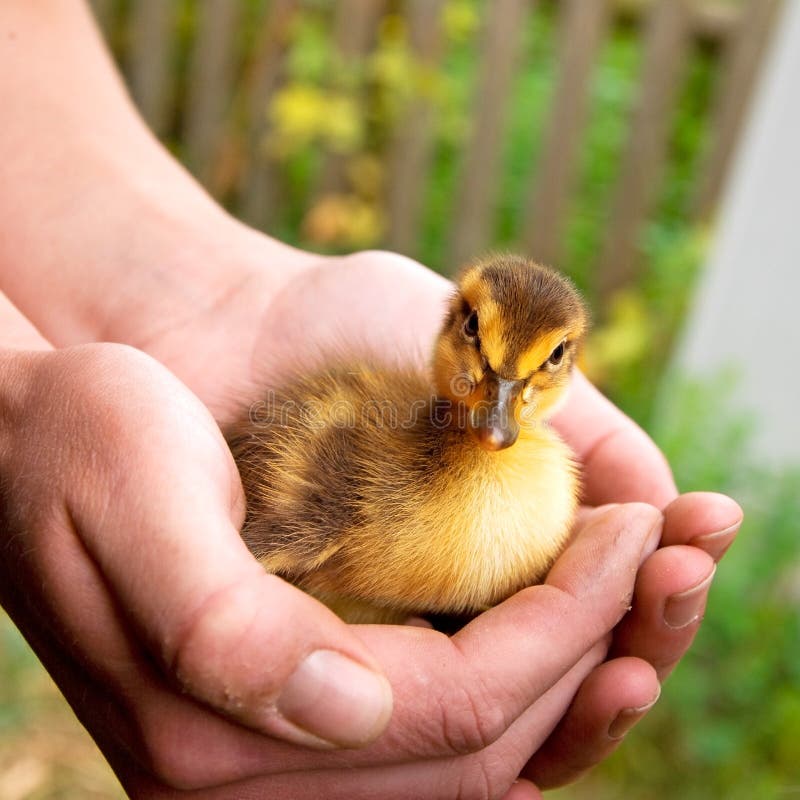Duckling duck stock photo. Image of duck, hatchling, born - 31567800
