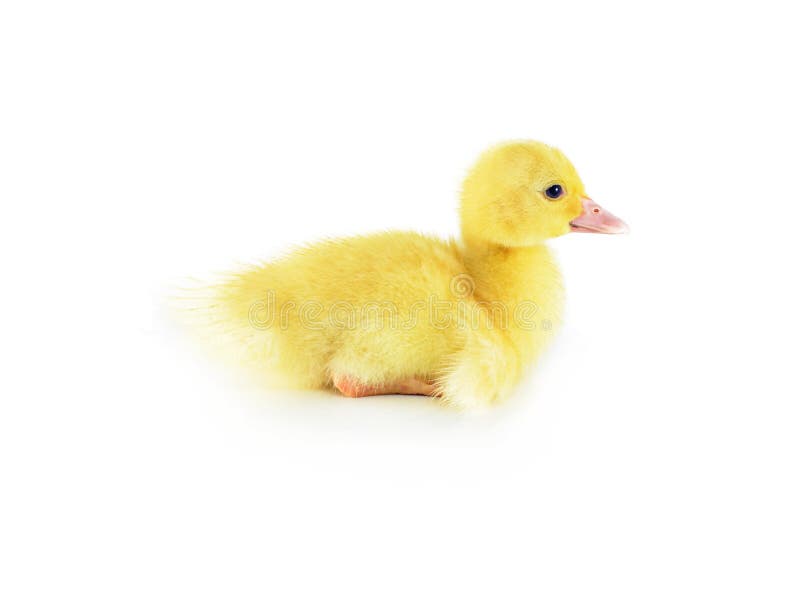 Duckling stock image. Image of babies, gold, newborn - 112959583