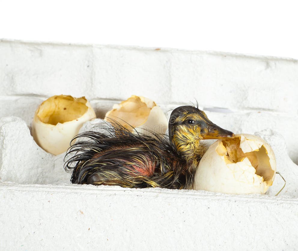 362 Duckling Box Stock Photos - Free & Royalty-Free Stock Photos from ...
