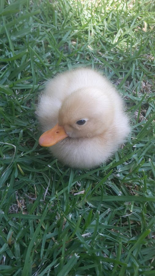 Duckling stock photo. Image of cute, bill, sitting, fluffy - 64700040