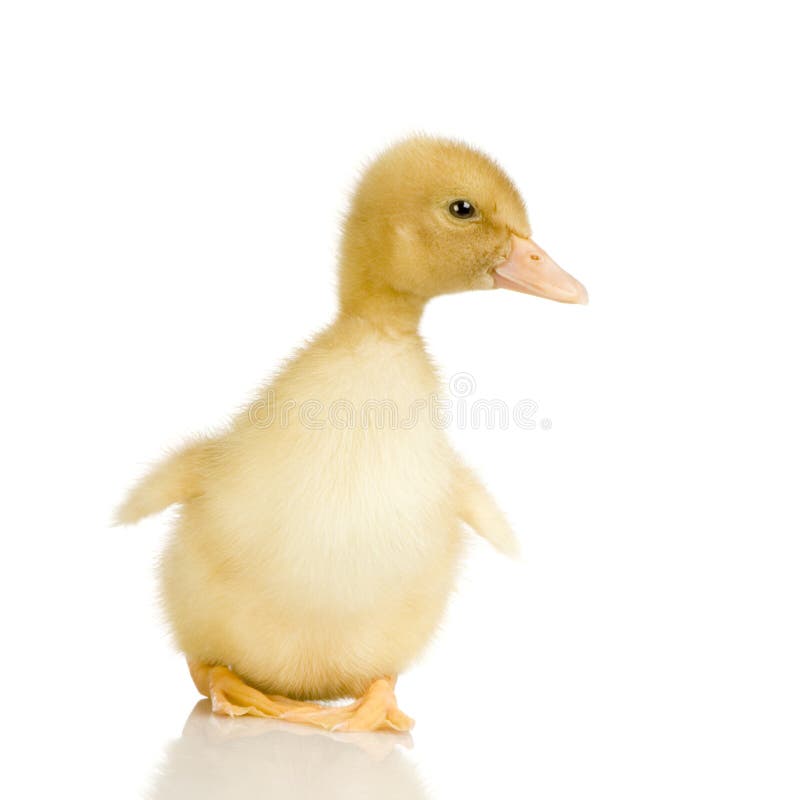 Duckling profile stock photo. Image of fresh, young, cuddly - 14675376