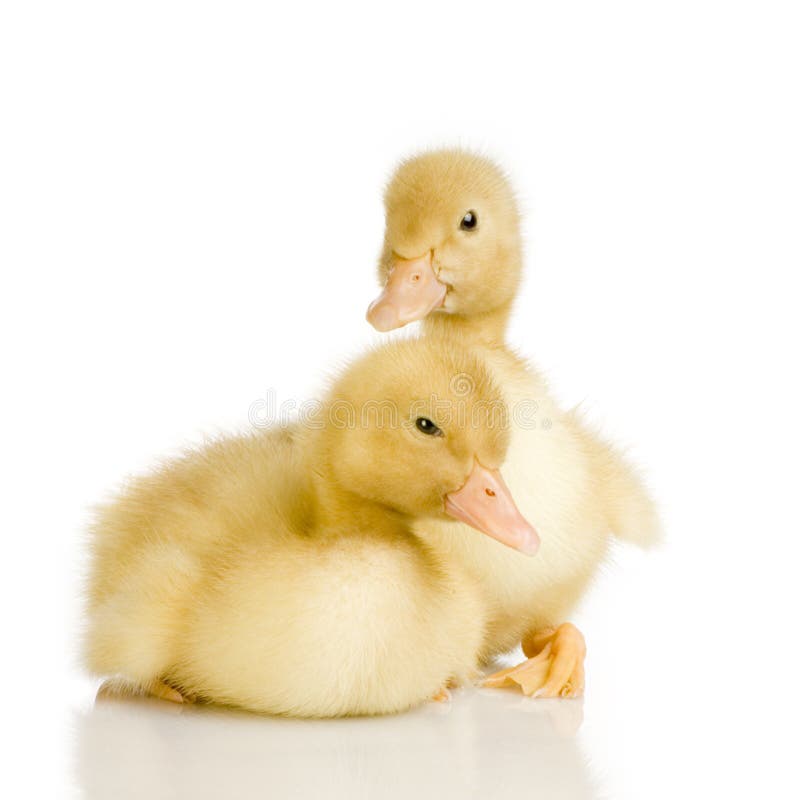Two Ducklings Isolated on White Stock Image - Image of friends ...
