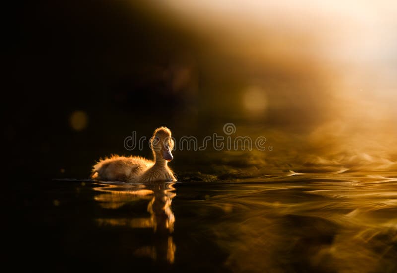Duckling on Golden Water at Sunset Stock Image - Image of yellow ...