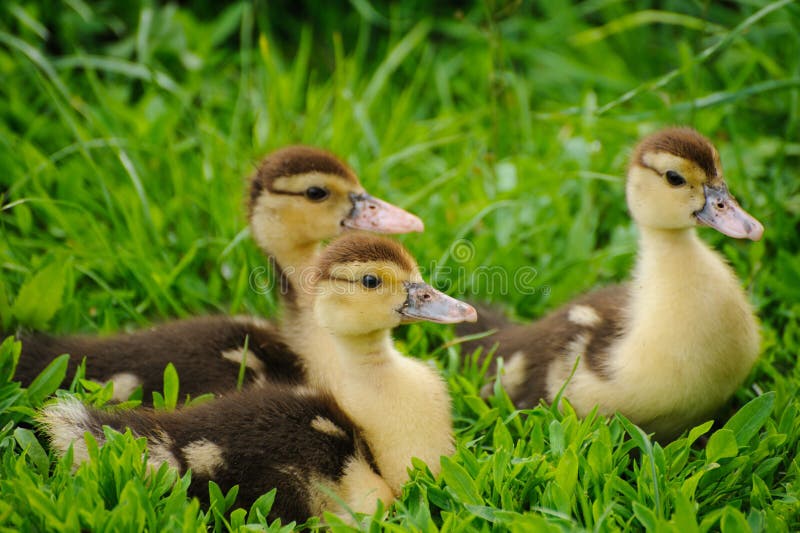 Duckling stock image. Image of small, bird, green, spring - 157046091