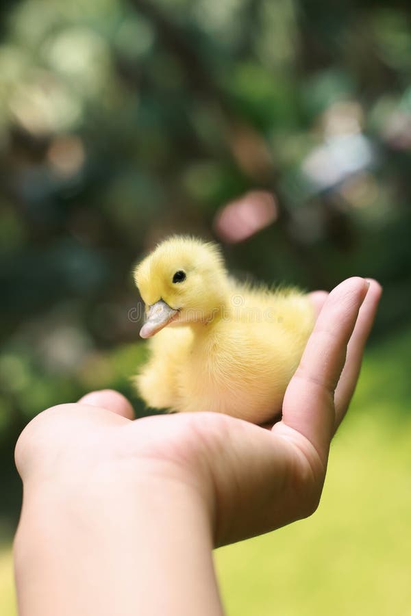 Duckling in hand stock image. Image of hand, feather - 20641989