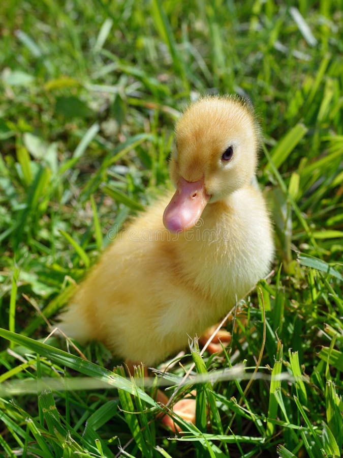 Duckling stock photo. Image of hatchling, garden, green - 55420270