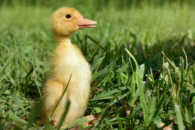 Duckling stock photo. Image of spring, agriculture, born - 55420342