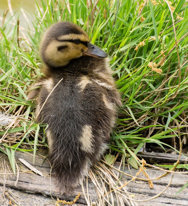 Duckling on log stock image. Image of mallard, single - 56624869