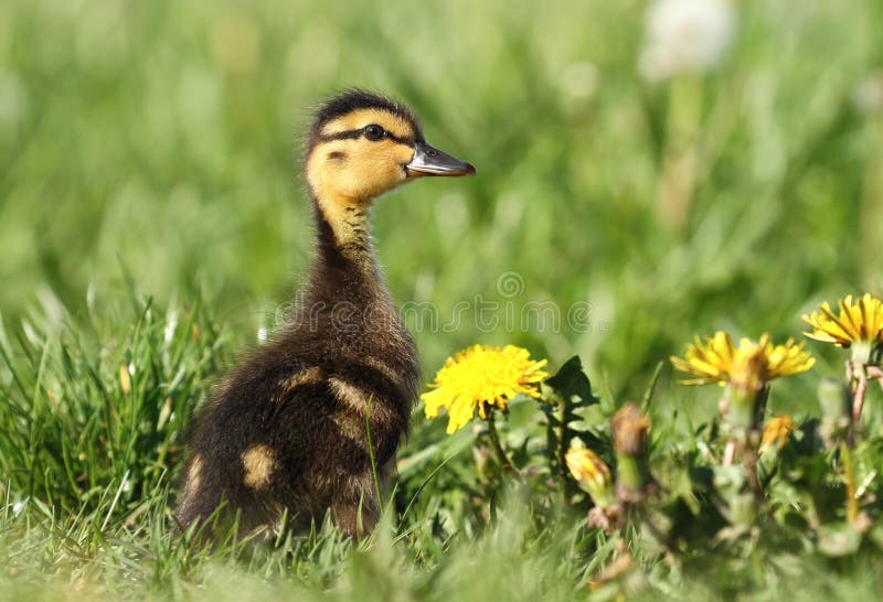 Duckling on meadow stock image. Image of dandelion, baby - 54992049