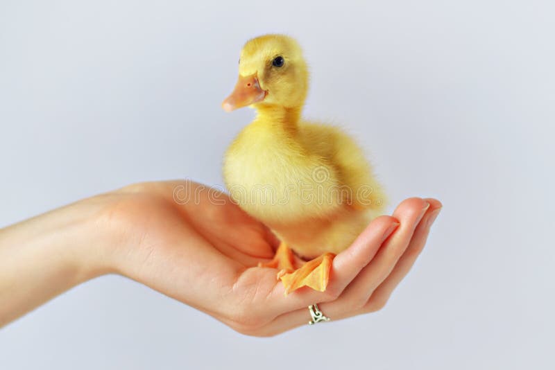 Duckling My Hand Stock Photos - Free & Royalty-Free Stock Photos from ...