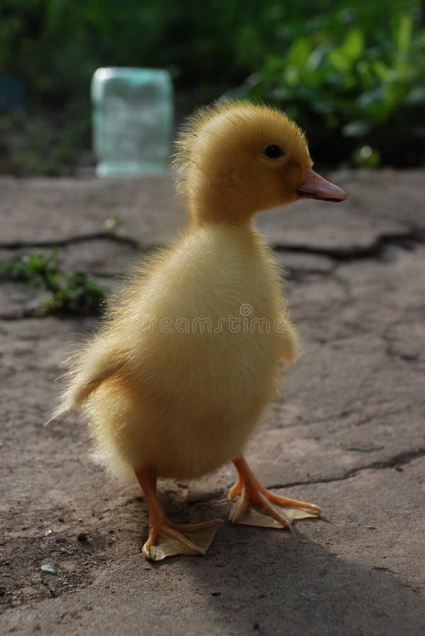 Duckling stock image. Image of hennery, born, duck, duckling - 43394709