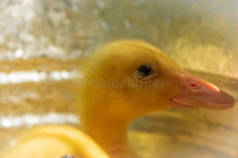 Duckling stock image. Image of breed, animal, dark, broody - 144787939