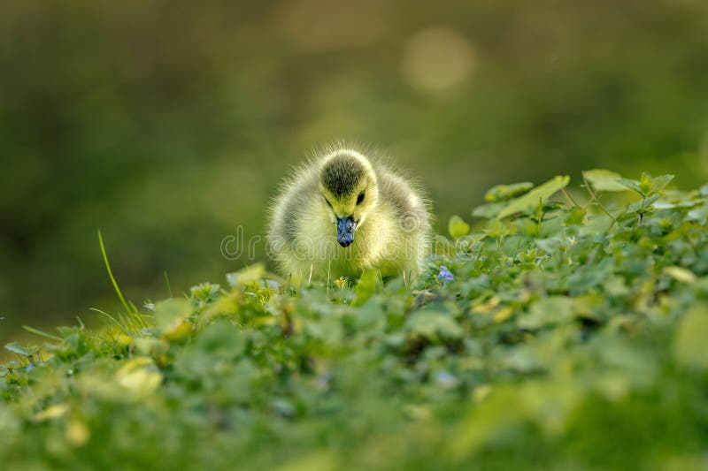 A Duckling Sitting in the Grass while Looking Down into the Distance ...