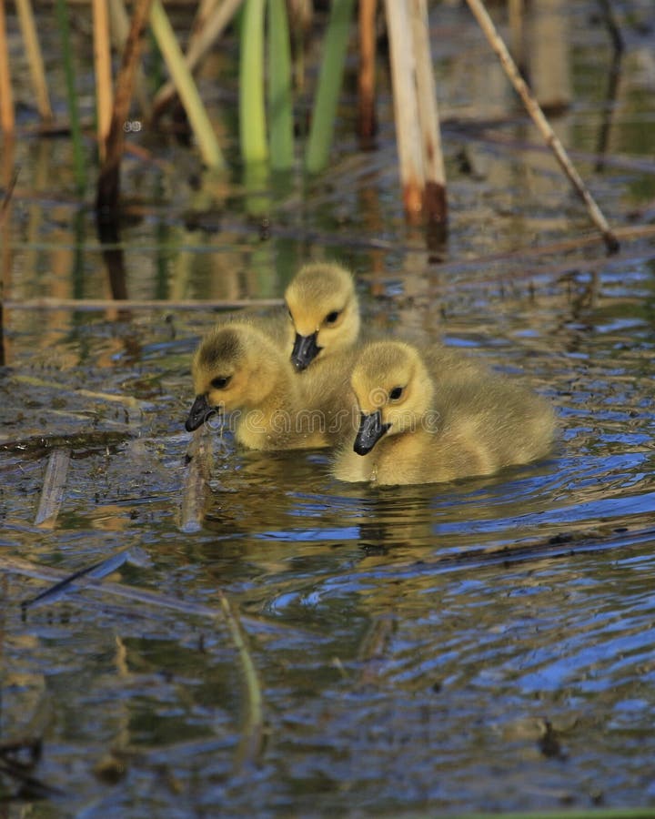 Duckling pond stock photo. Image of swim, duckling, duck - 94413692