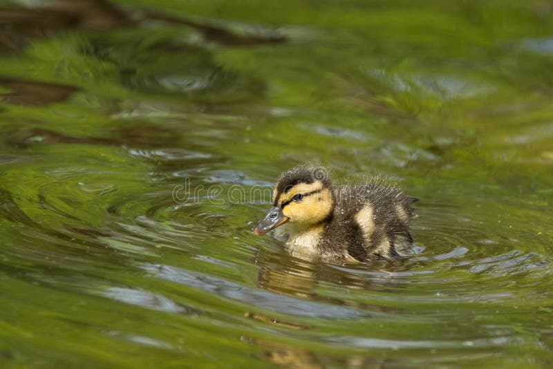 Duckling in the pond stock image. Image of newborn, animal - 93618659