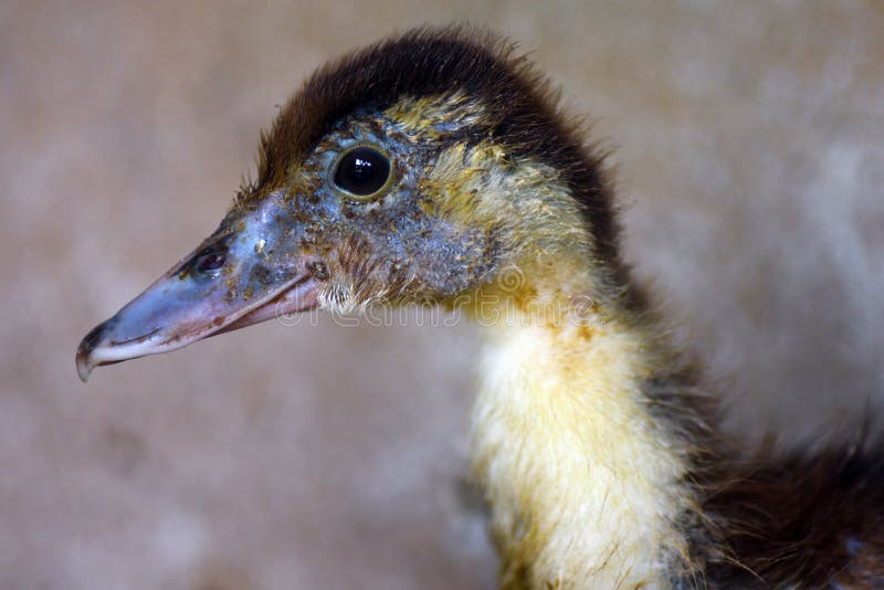 Duckling stock photo. Image of bird, head, fauna, nature - 58845720