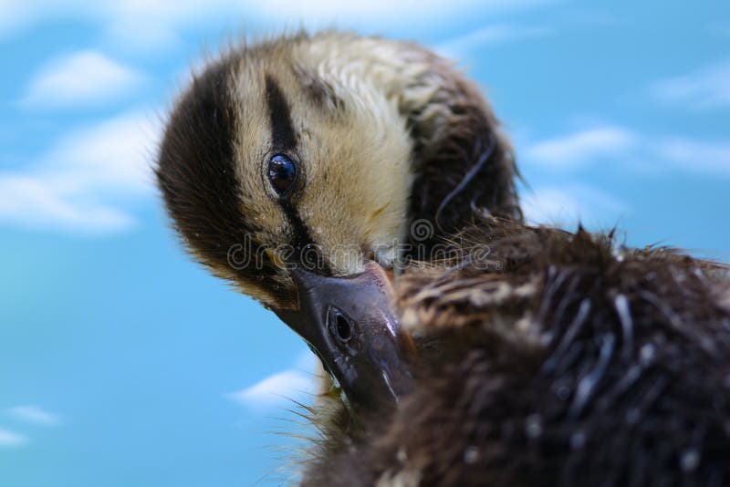 Duckling preening stock photo. Image of spring, animals - 89719818