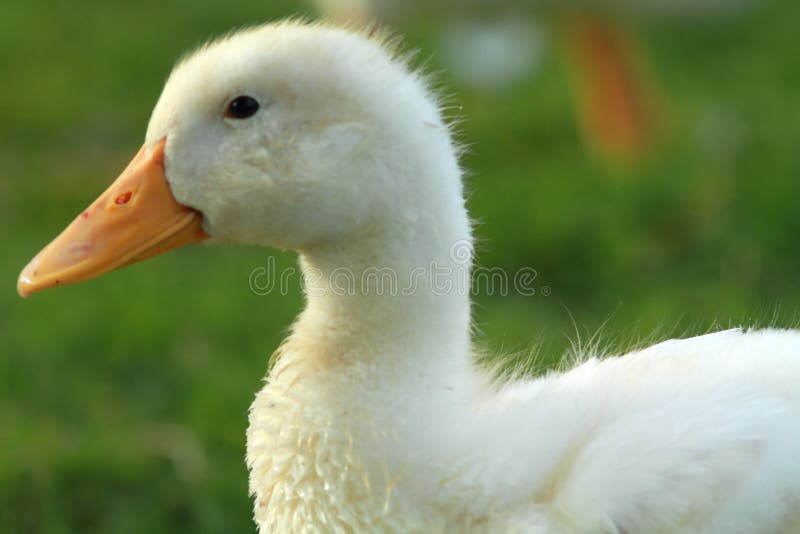 Duckling profile stock photo. Image of fresh, young, cuddly - 14675376