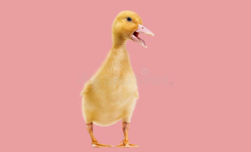 Duckling Quacking and Standing Agaisnt Salmon Pink Stock Photo - Image ...