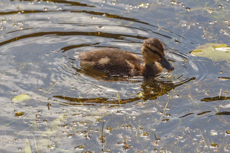Duckling on a river stock image. Image of water, duck - 106698485