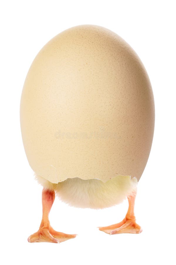 Duckling stock image. Image of small, young, bird, youth - 15652189