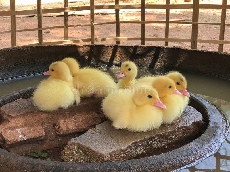 Duckling Sitting in Cage Made from Bamboo Stock Photo - Image of animal ...