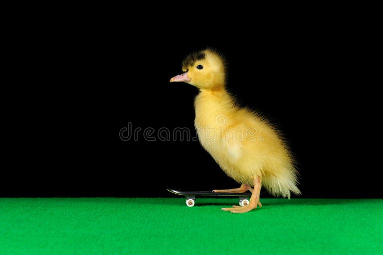 Duck Skate Stock Photos - Free & Royalty-Free Stock Photos from Dreamstime