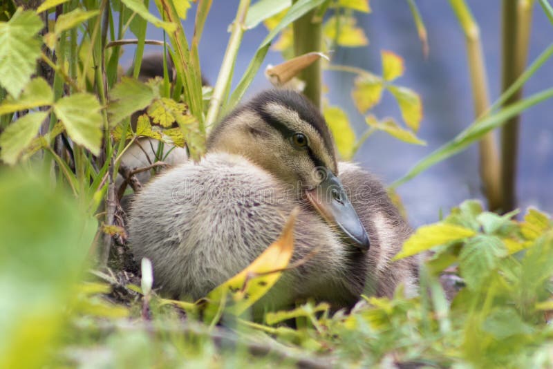 The duckling is sleeping stock photo. Image of spring - 94766776