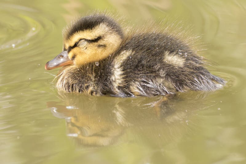 Duckling sleeping stock image. Image of sleeping, spring - 96984171
