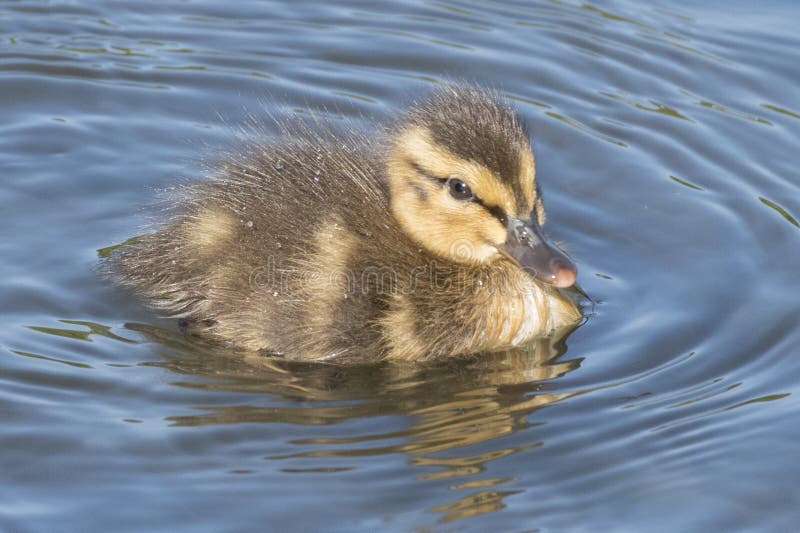 Duckling on Southampton Common Stock Image - Image of wildlife ...