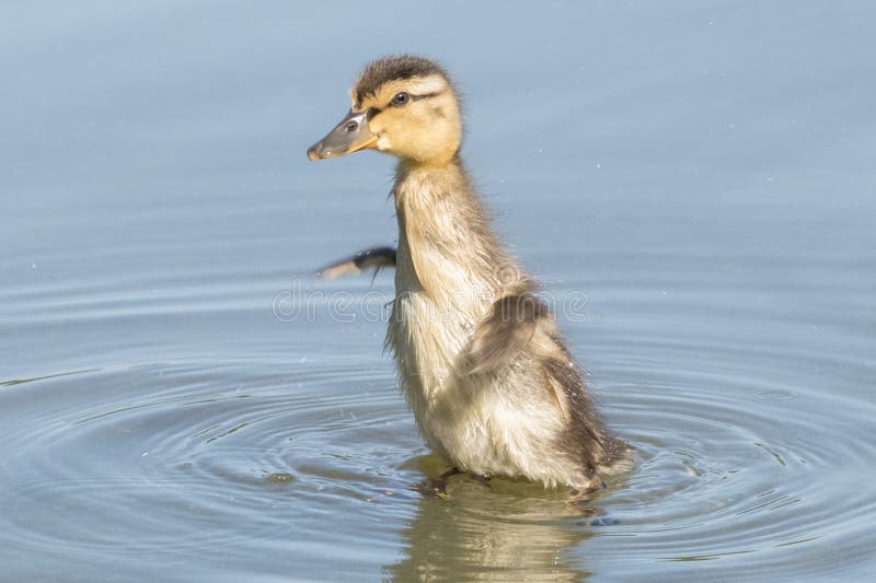 Duckling on Southampton Common Stock Image - Image of duckling, summer ...